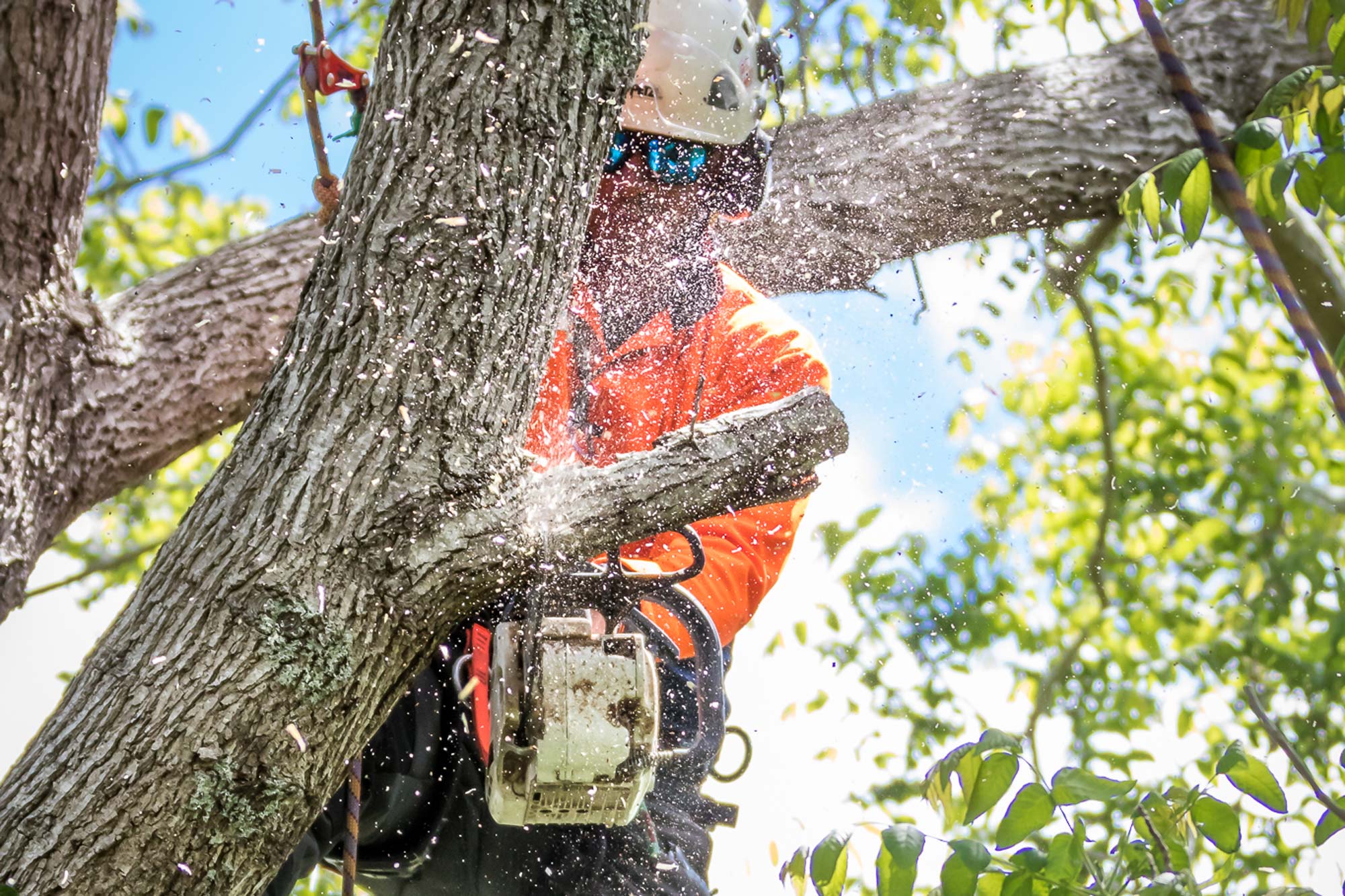 Tree Reduction and Shaping | Beaver Tree