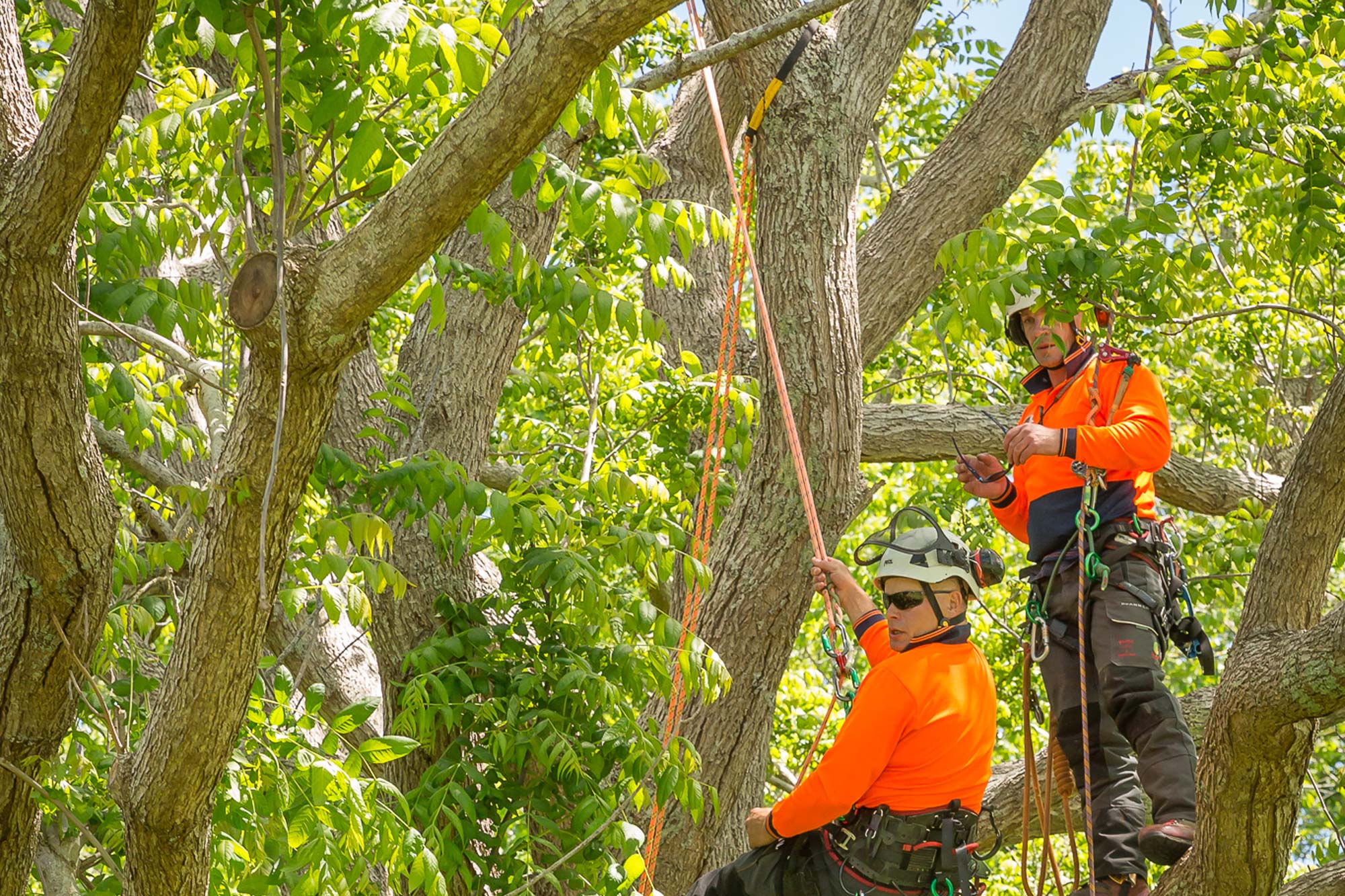 Tree reports - Beaver Tree Service