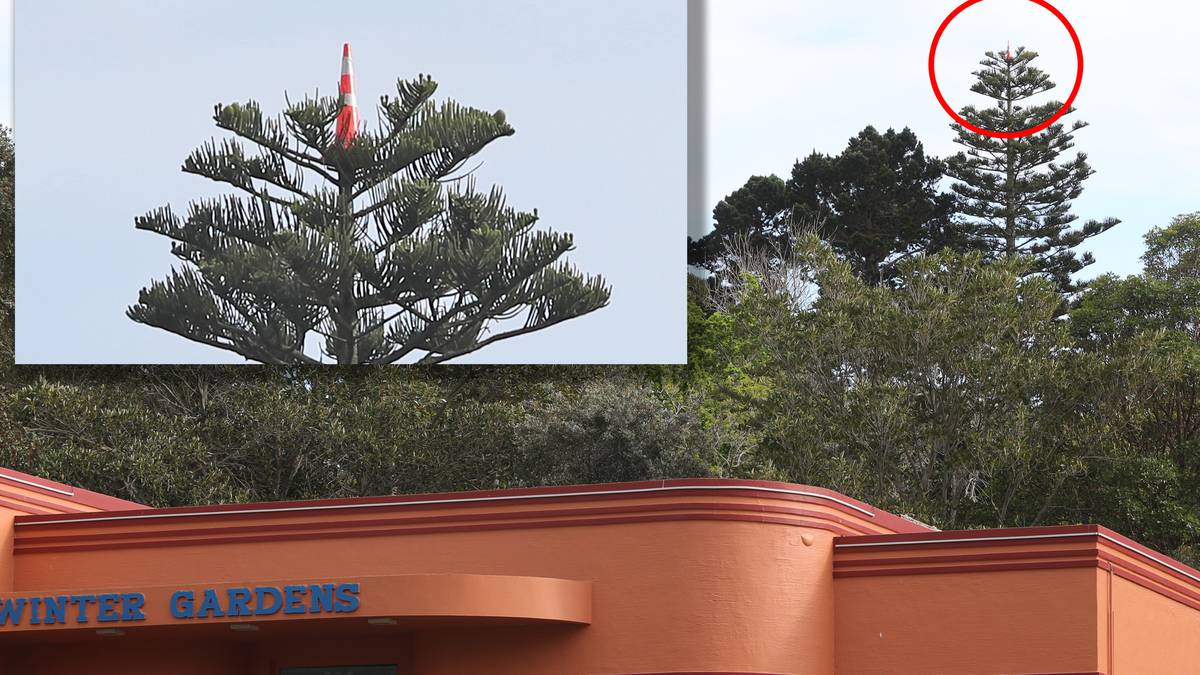 Cone Wars - Beaver Tree Service