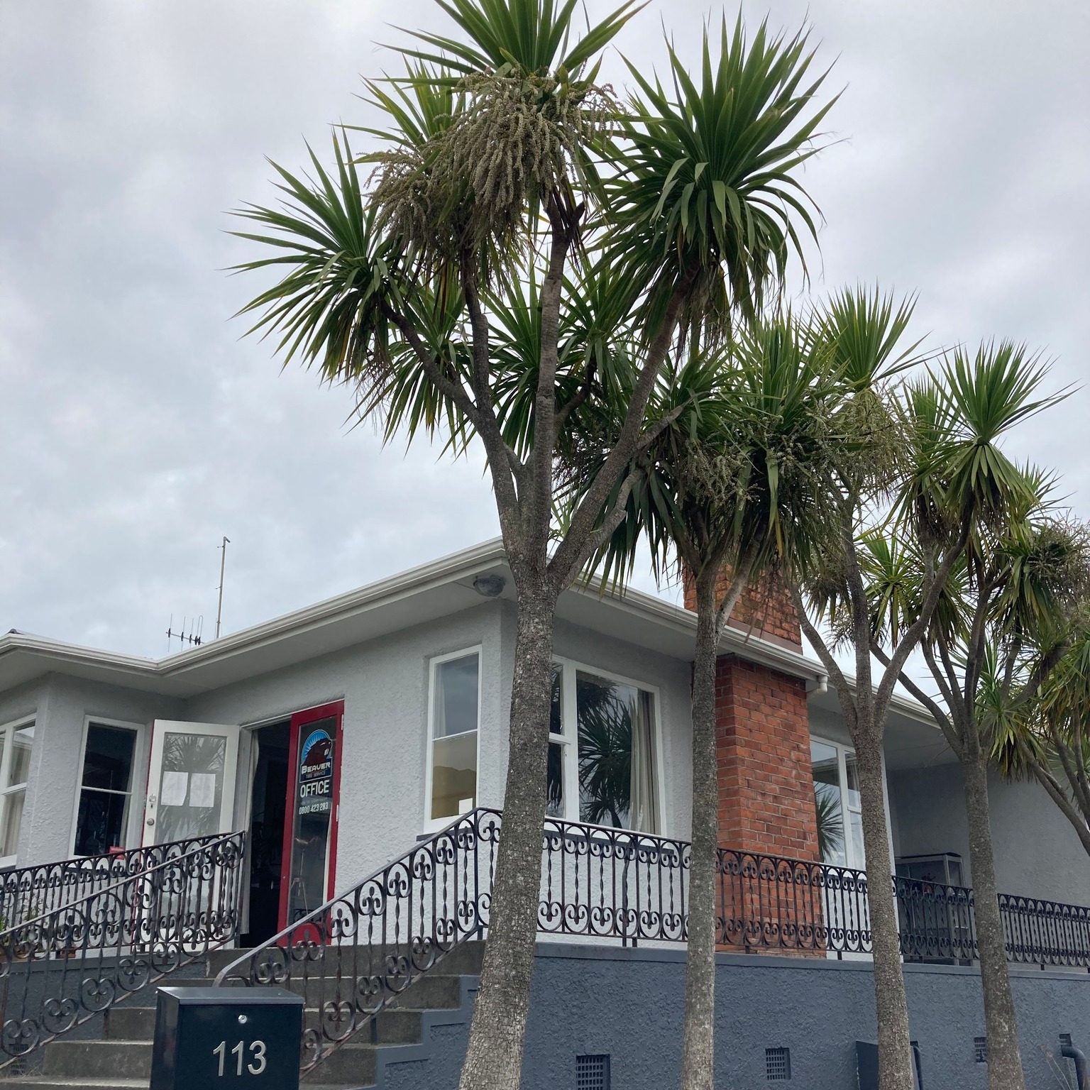 Cabbage Trees - Beaver Tree Service