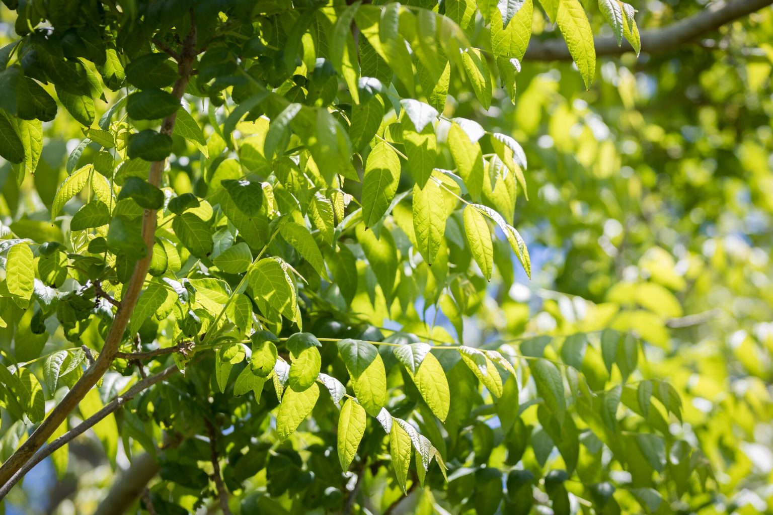Summer Care for Our Leafy Friends - Beaver Tree Service