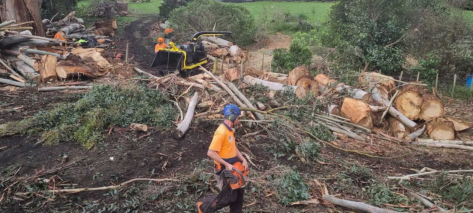 Have You Heard About Beaver Land Clearing? - Beaver Tree Service