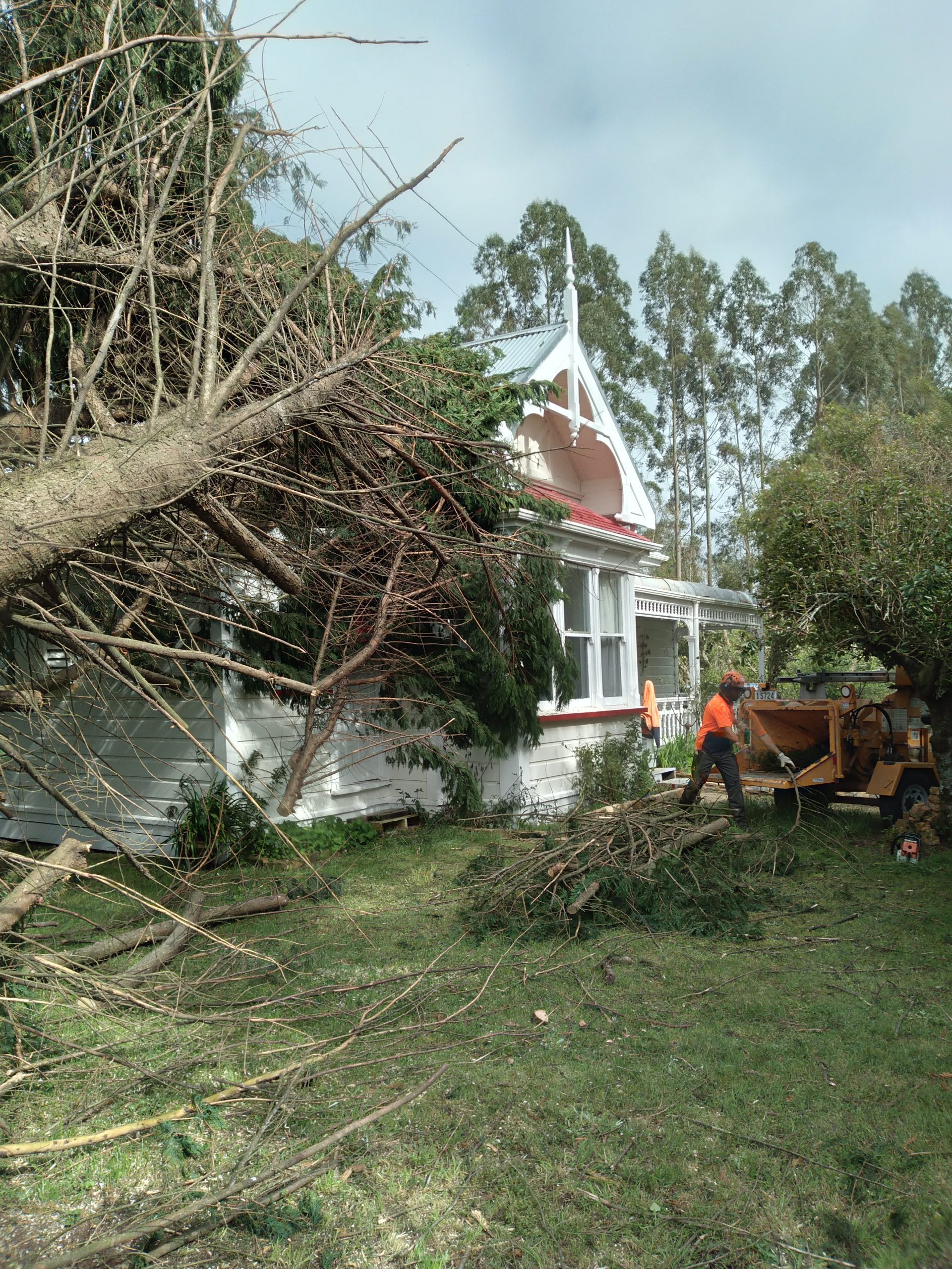 Why Your Neighbour's Trees Matter More Than You Think - Beaver Tree Service