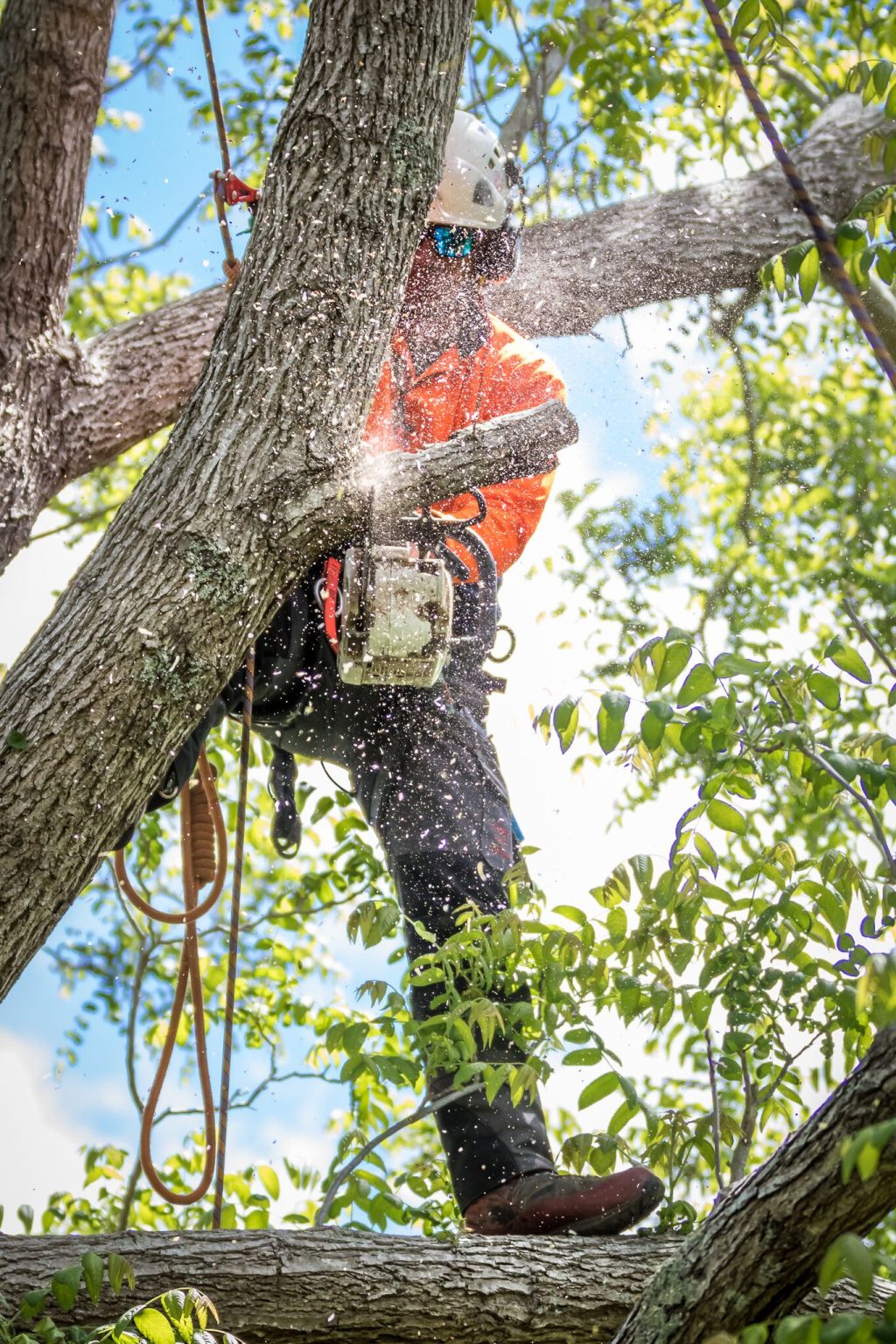 Spring has sprung! - Beaver Tree Service