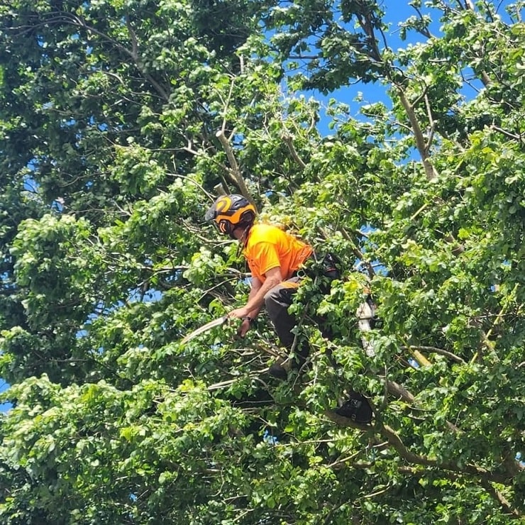 The Art of Tree Pruning in New Zealand - Beaver Tree Service