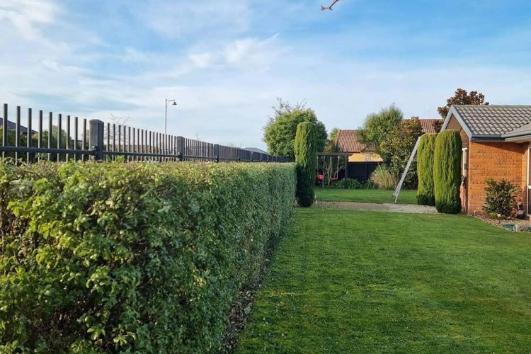 Local Arborist, Tree Pruning, Trimming & Stump Removal Service in ...