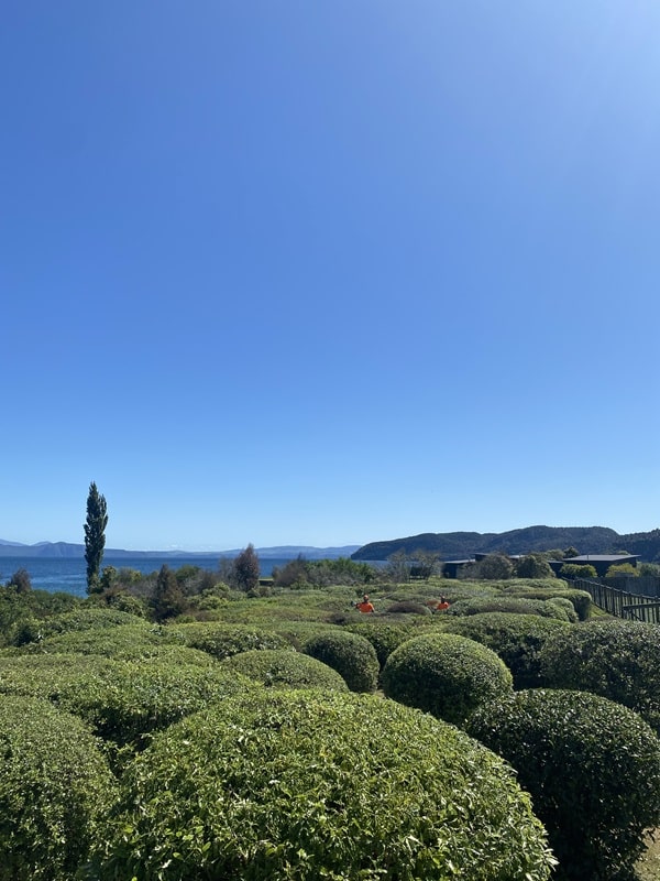 The Vital Role of Arborists - Beaver Tree Service