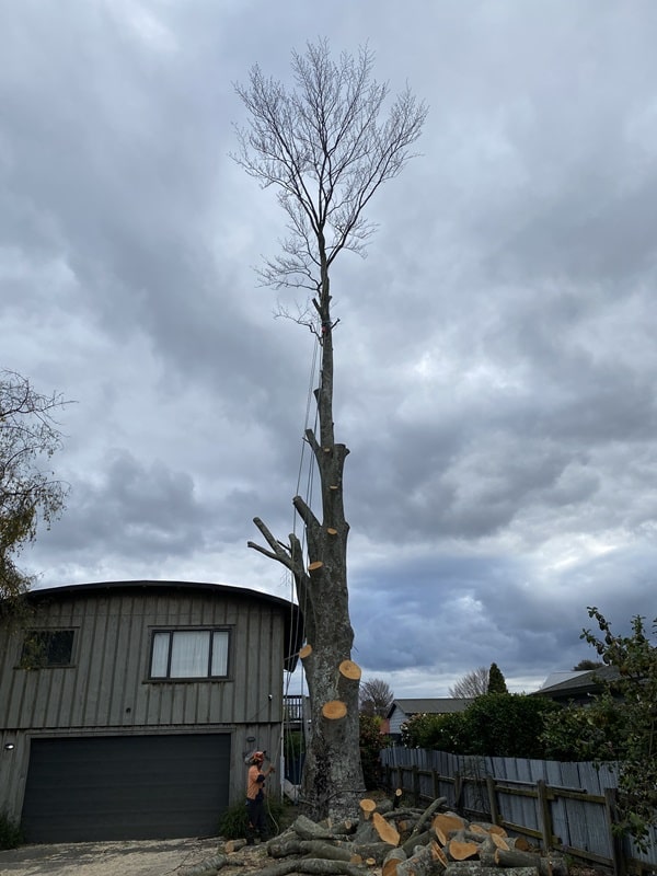 Understanding Residential Tree Removal in New Zealand - Beaver Tree Service