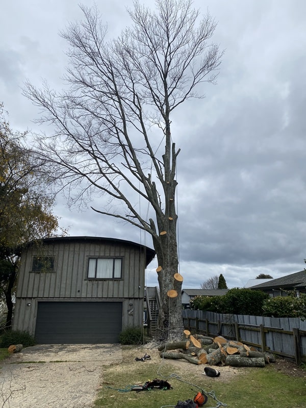 Understanding Residential Tree Removal in New Zealand - Beaver Tree Service