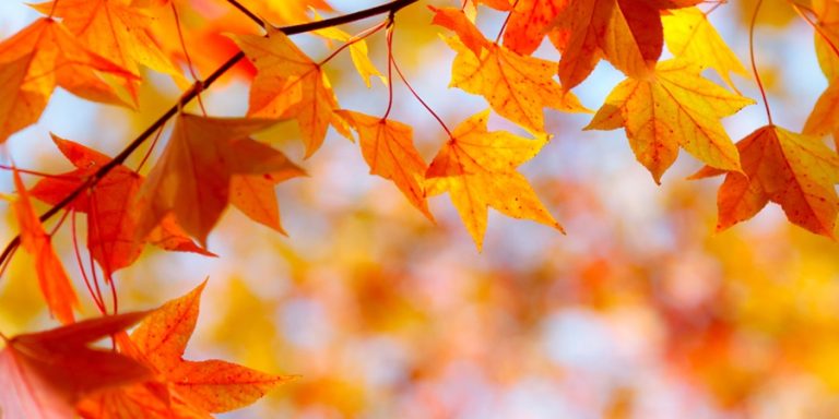 Beaver Tree Service Autumn Newsletter - Beaver Tree Service