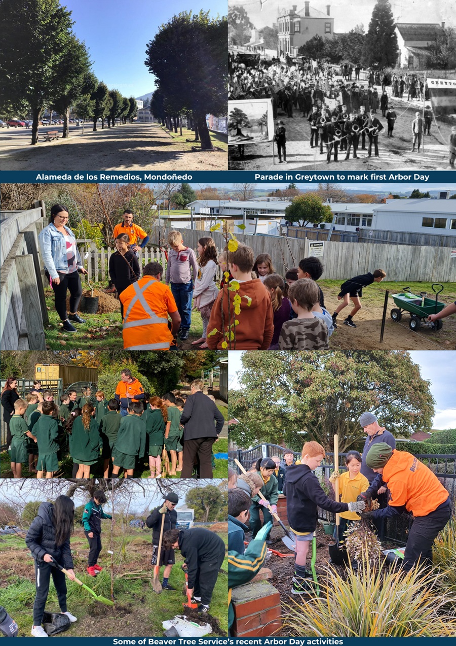 Celebrating Arbor Day in New Zealand - Beaver Tree Service