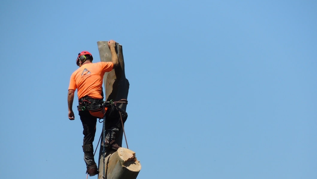 Why You Should Hire an Arborist - Beaver Tree Service