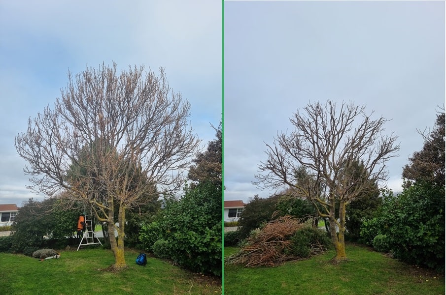 Essential Tree Care Tips for June - Beaver Tree Service