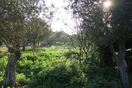 Orchards: What to Consider Before You Start - Beaver Tree Service