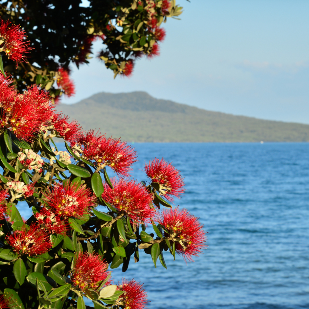 Tree Care in December - Beaver Tree Service