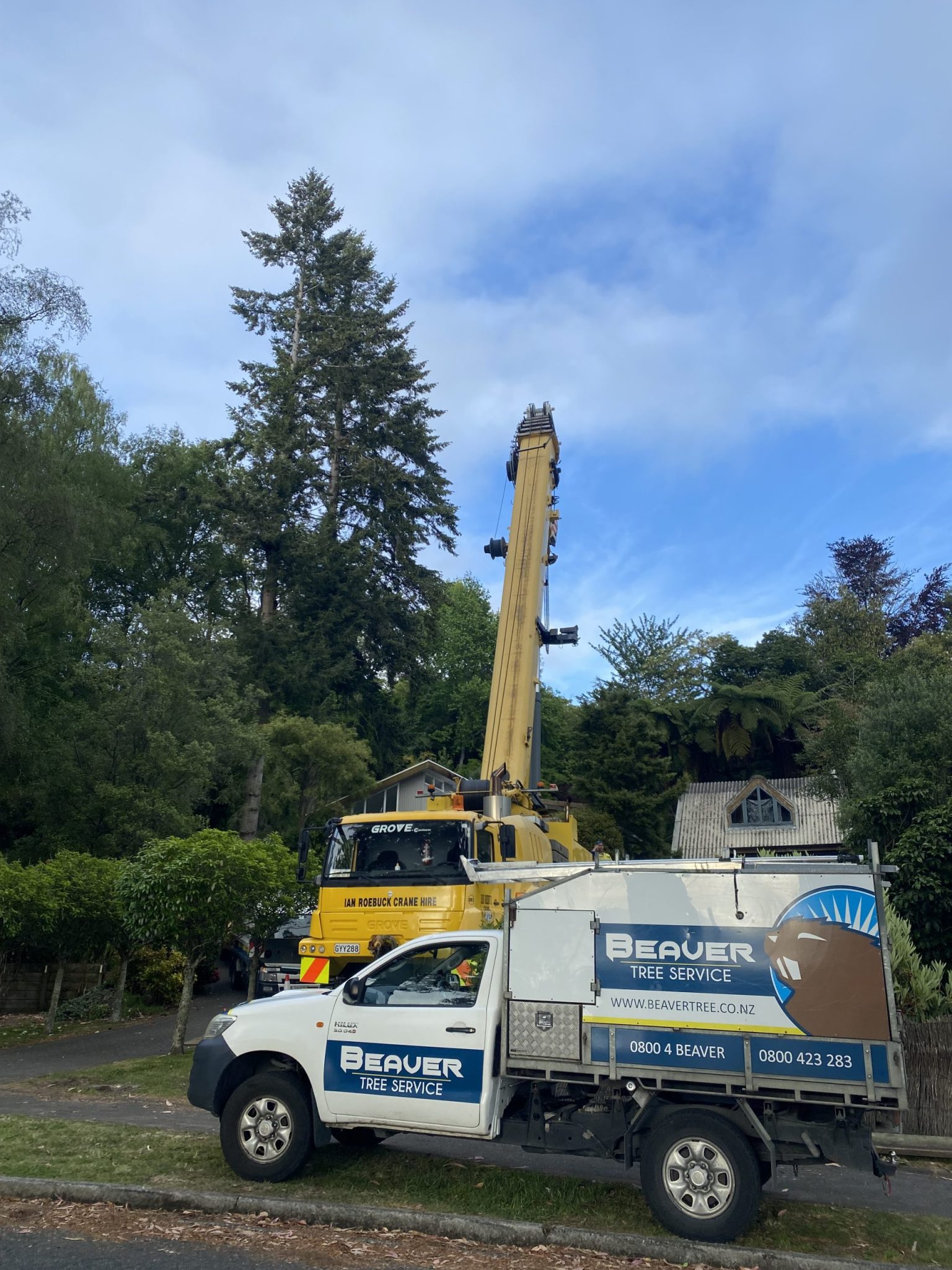 Beaver Tree Summer Newsletter - Beaver Tree Service