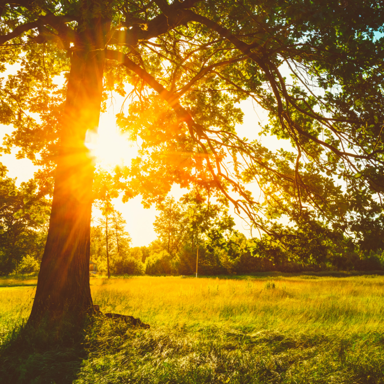 January Tree Care in New Zealand - Beaver Tree Service