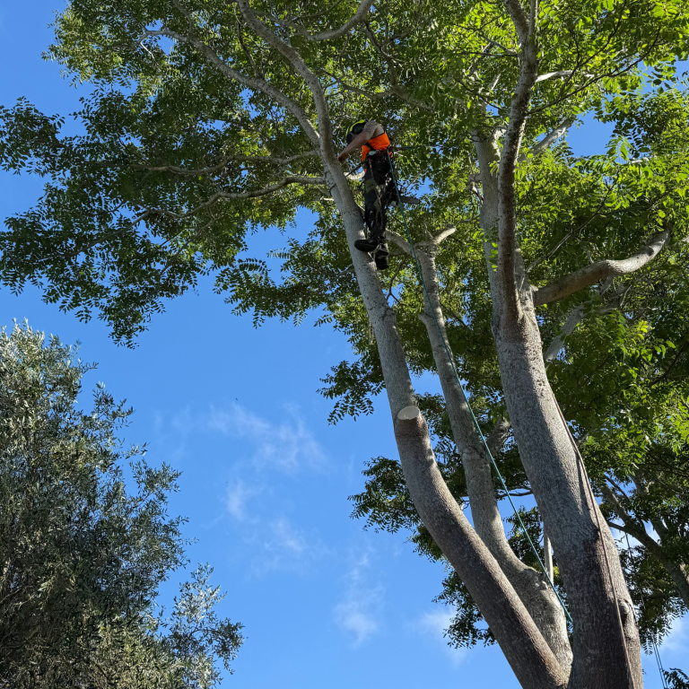 February Tree Care in New Zealand: Preparing for Autumn - Beaver Tree ...