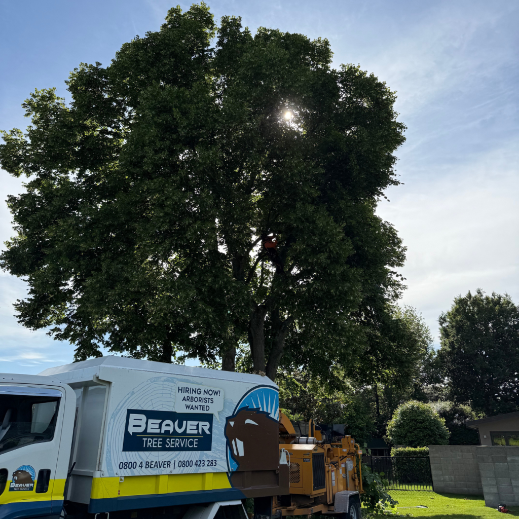 Tips for Successfully Establishing Trees in Your Landscape - Beaver ...