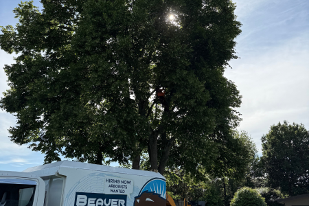 Tips for Successfully Establishing Trees in Your Landscape - Beaver ...