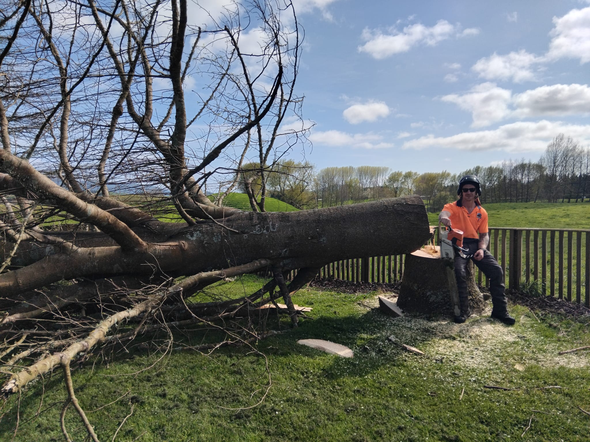March & April Tree Care: Expert Advice for Healthy Trees - Beaver Tree ...