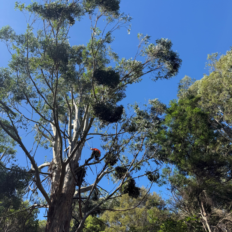 Tree Planting Guide: Best Practices for Healthy Growth - Beaver Tree ...