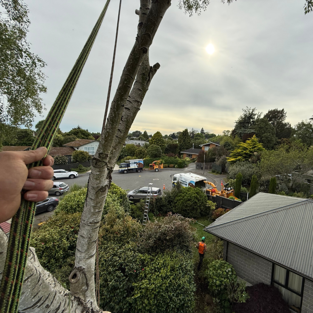 Do I Need Council Permission to Remove a Tree on My Property? - Beaver ...