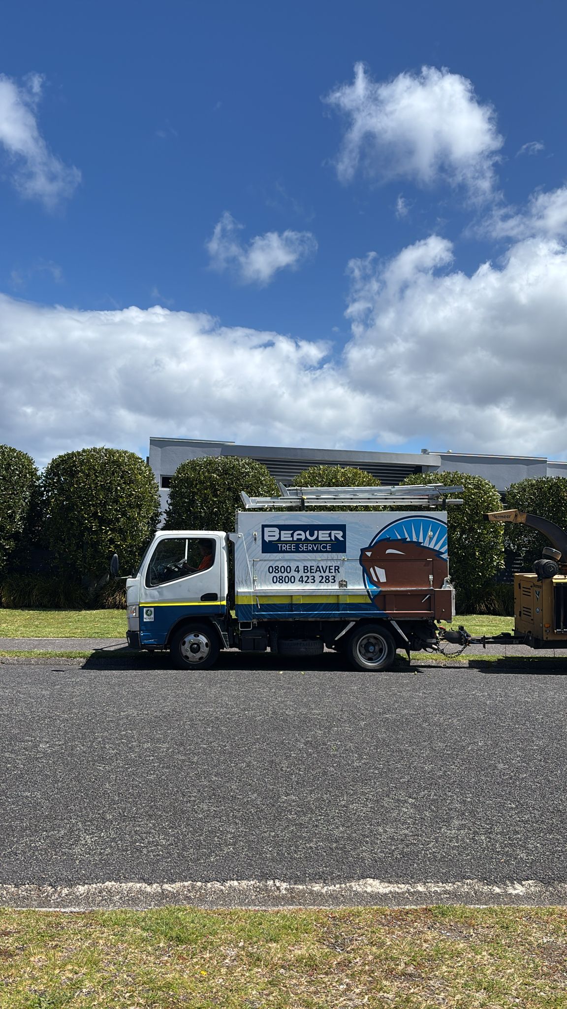 Summer Tree Care | Beaver Tree Service